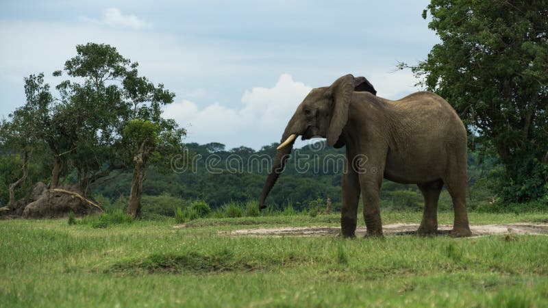 Lonely elephant in uganda stock photo. Image of nature - 129180008