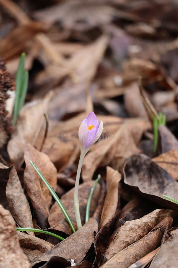 Lonely Elf crocus stock image. Image of beginning, crocus - 269665771