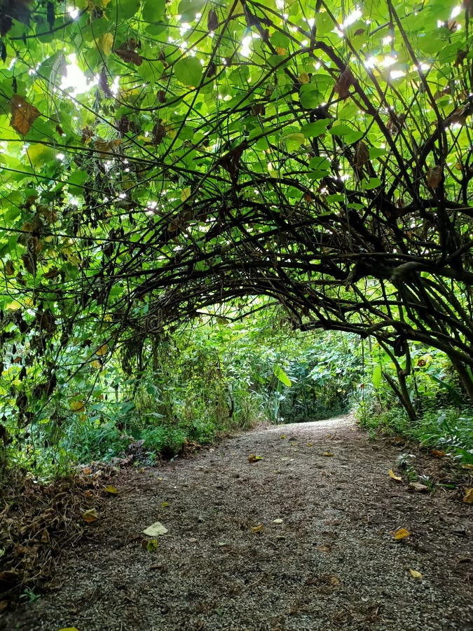 Lonely Empty Forest Path Surrounded with Tree Stock Image - Image of ...