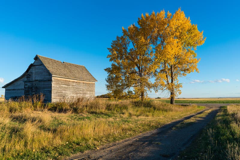 Lonely Fall Colors Tree in the Prairies of Alberta, Canada Stock Image ...