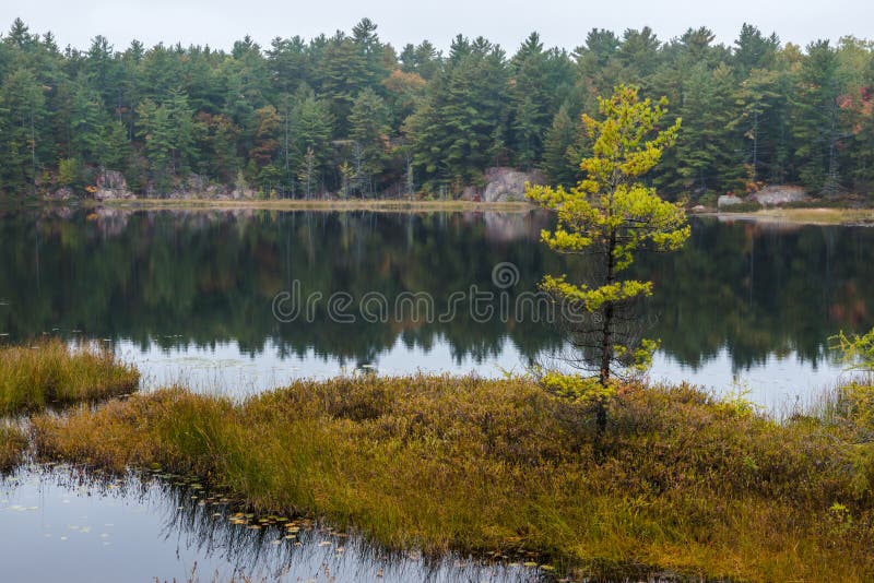 Lonely Fall Tree on a Small Island in a Lake Stock Image - Image of ...