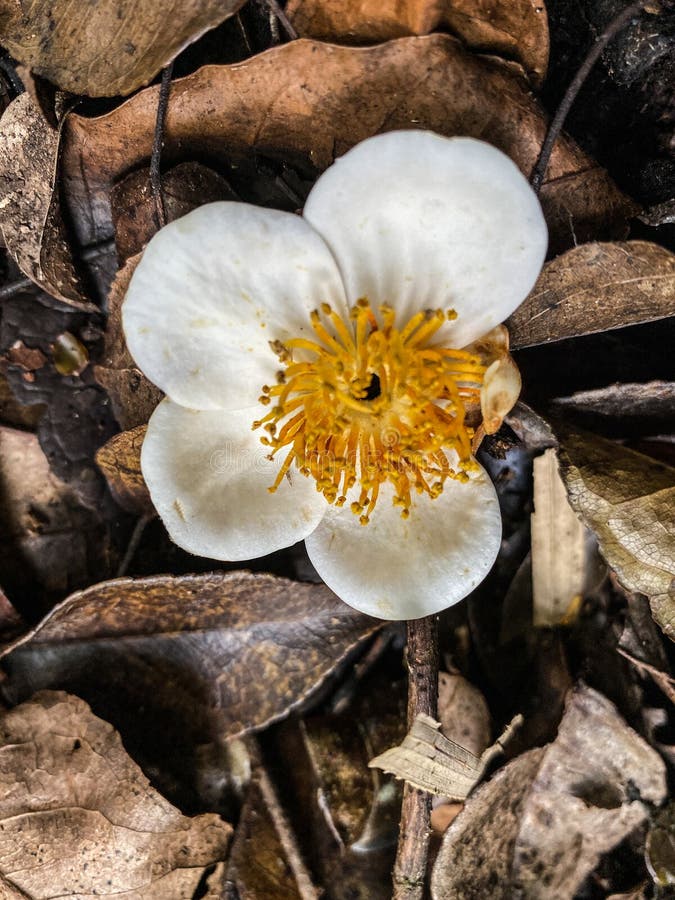 Fallen Flower in Green Grass Stock Photo - Image of flower, fallen ...