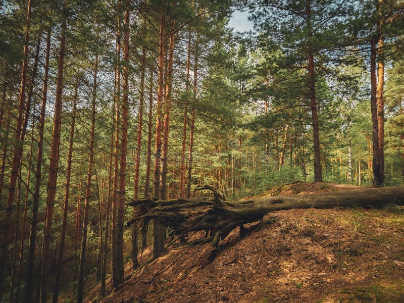 A Lonely Fallen Tree with Roots in the Forest on the Edge of a Ravine ...