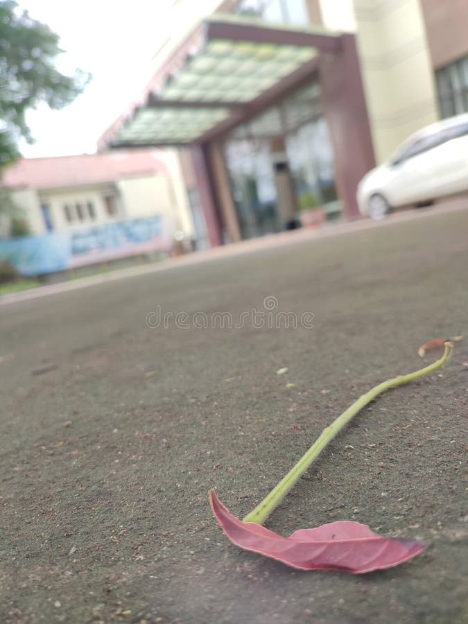 Lonely falling leaf stock image. Image of clean, leaf - 262625275