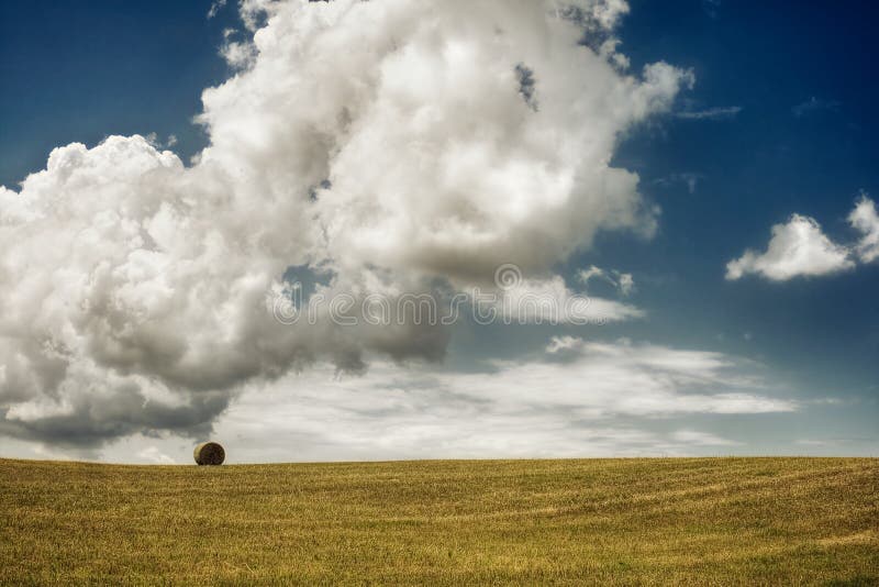 Lonely in the field stock photo. Image of grain, prairie - 5897592