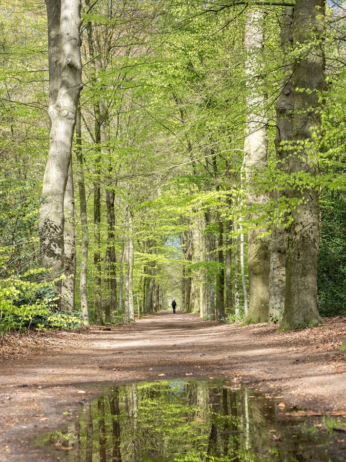 Lonely Figure on Forest Path in Spring Under Beech Trees in Holland ...