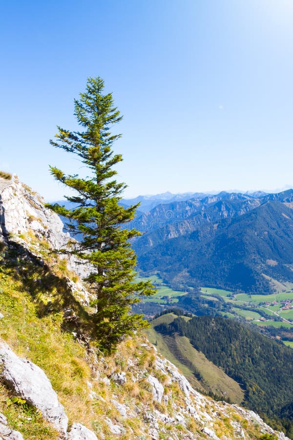 Lonely Fir Tree Grows on a Rock Mountain, on the Left Side. Alone Fir ...
