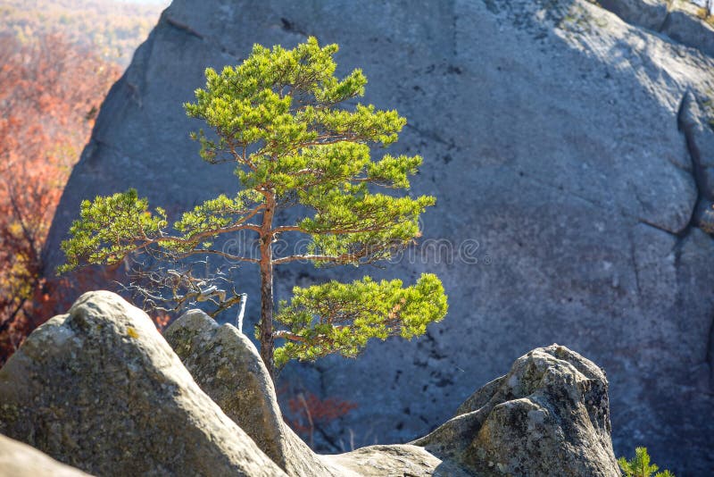 Lonely Fir Tree Mountain Landscape. Stock Image - Image of alone ...