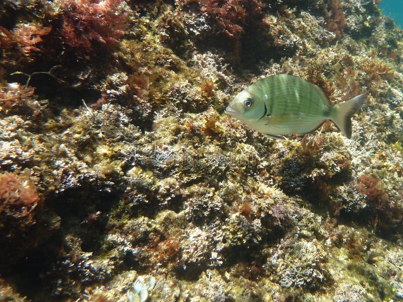 Lonely fish stock photo. Image of bubbles, underwater - 27272726