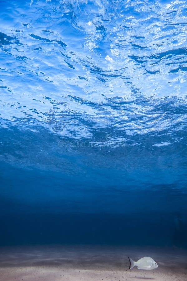 Lonely fish stock photo. Image of balloonfish, fish, snappers - 21260192