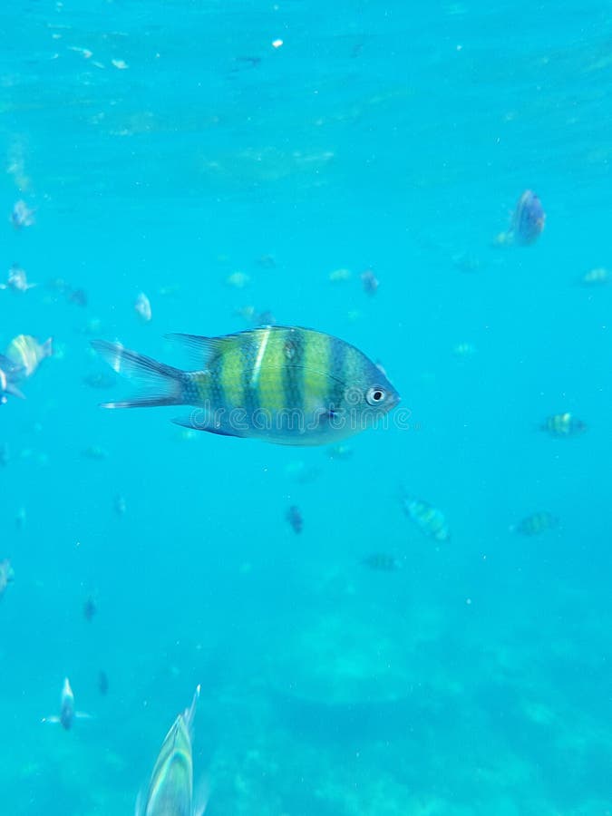 Lonely fish stock photo. Image of balloonfish, fish, snappers - 21260192