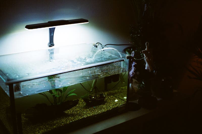 Lonely Fish at Night Under Light Stock Photo - Image of dental, fish ...