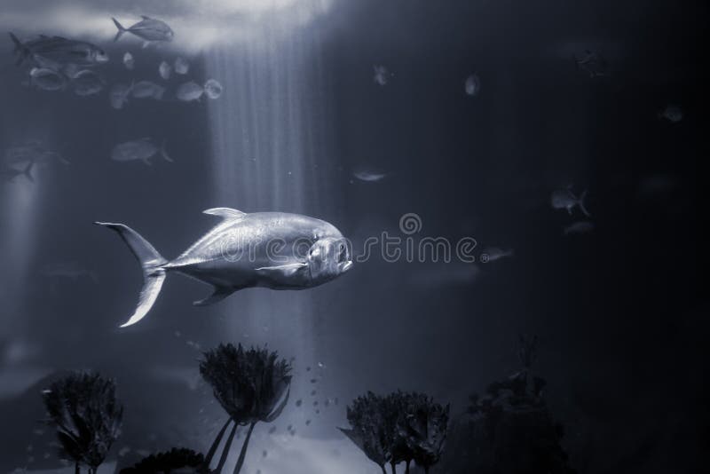 Lonely fish passing by stock image. Image of aquarium - 133607249
