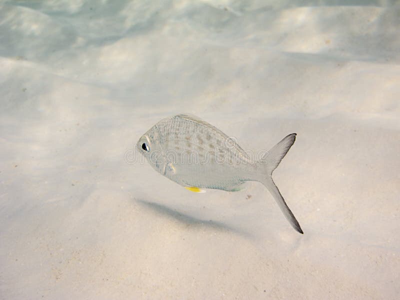 Lonely fish stock photo. Image of warm, bicolor, caribbean - 42132700