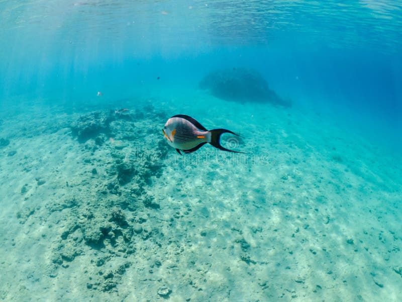 Lonely Fish in Home Aquarium Stock Photo - Image of house, fishes ...