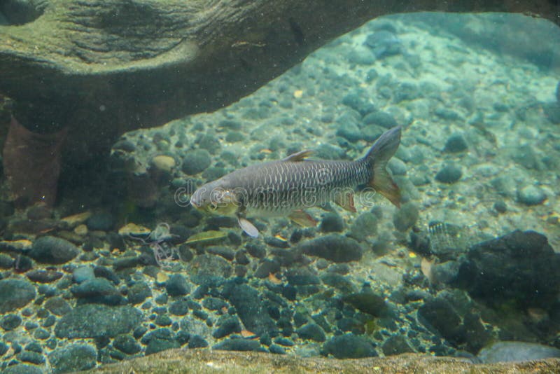 Lonely Fish Swims Near the Seabed Stock Photo - Image of nature, ocean ...