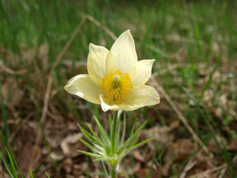 Lonely Flower. stock photo. Image of bouquet, summer - 13453702