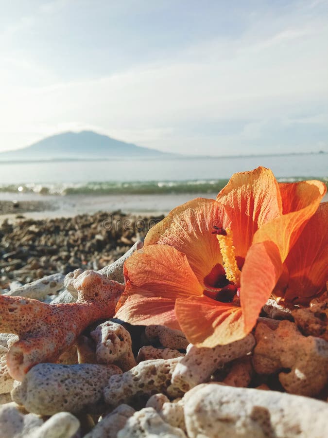 A Lonely Flower on the Beach Stock Image - Image of corals, nature ...