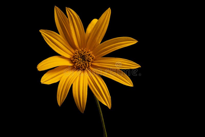 Lonely Flower on a Black Background Stock Photo - Image of colorful ...