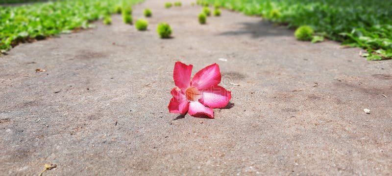 Lonely flower on the floor stock photo. Image of concept - 251435970
