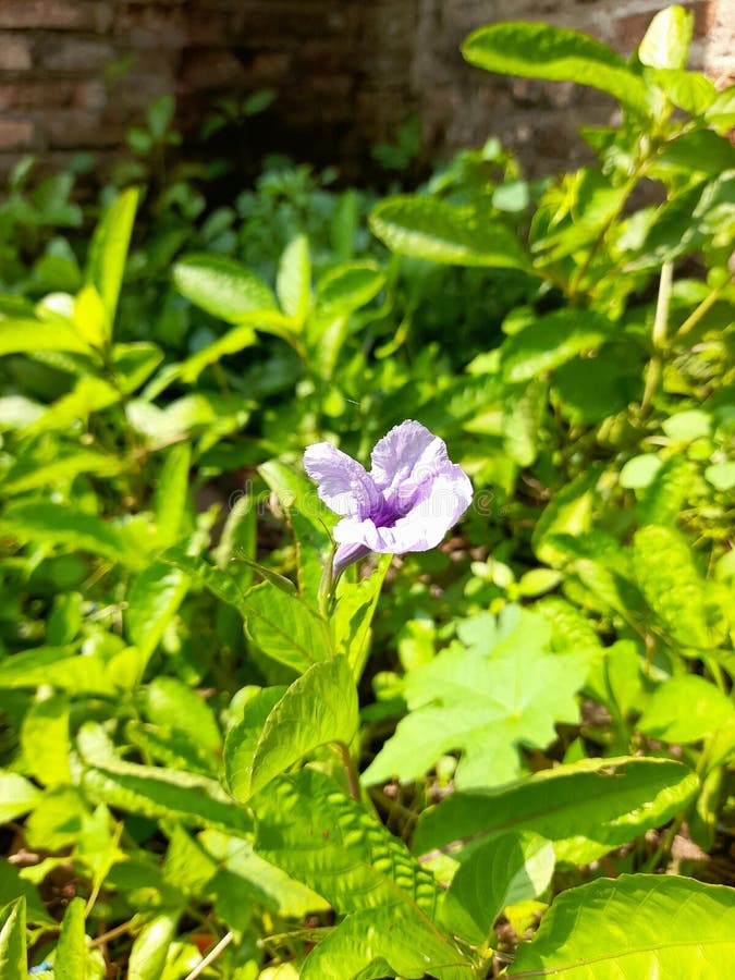 Lonely Flower into the Light Stock Image - Image of lonely, blossom ...