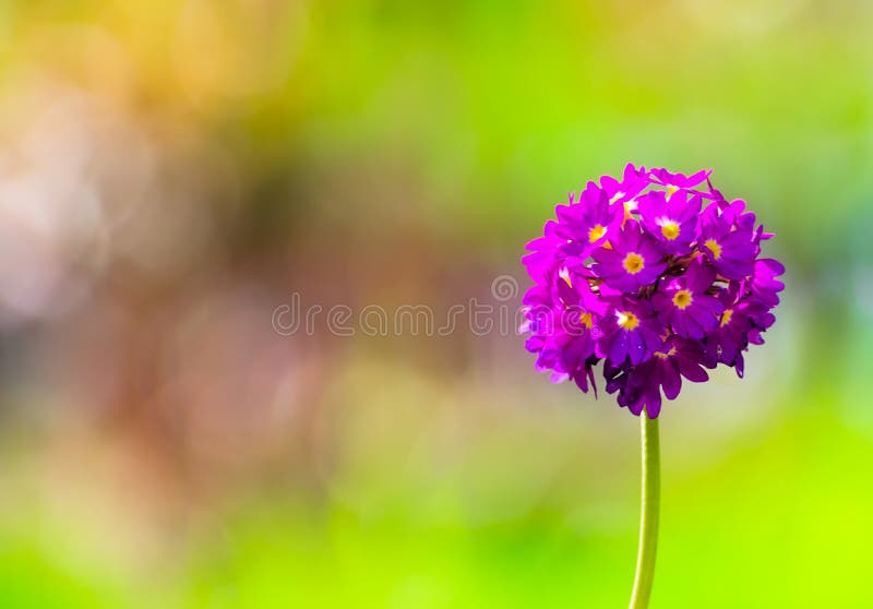 Lonely Flower in the Park in the Spring Stock Image - Image of beauty ...