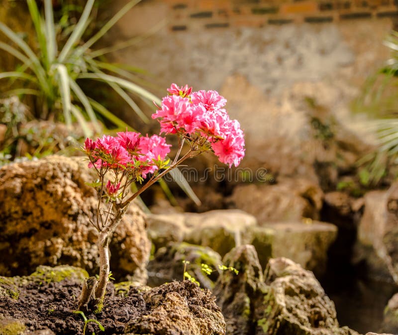 A lonely flower stock image. Image of nature, garden - 91515573