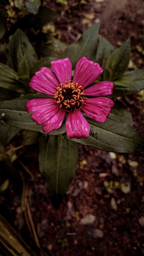 Lonely Flower Portrait stock photo. Image of lonely - 155777542