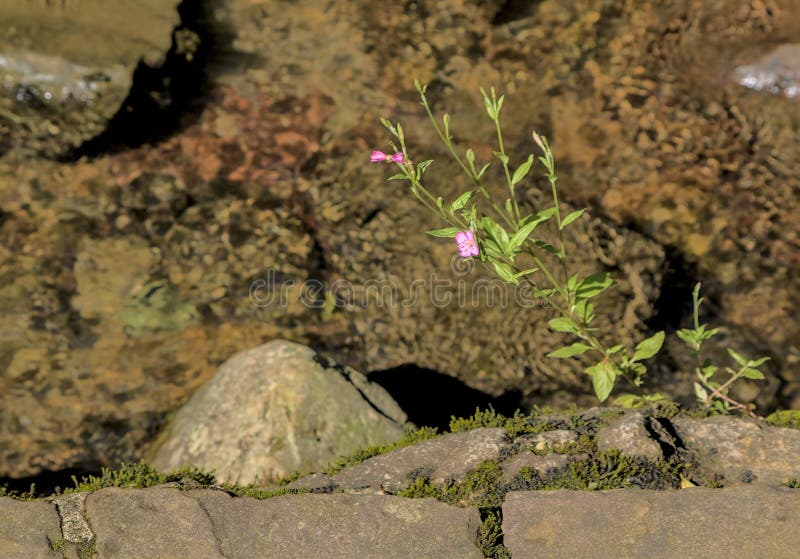 Lonely flower by the river stock image. Image of lagoon - 363265787