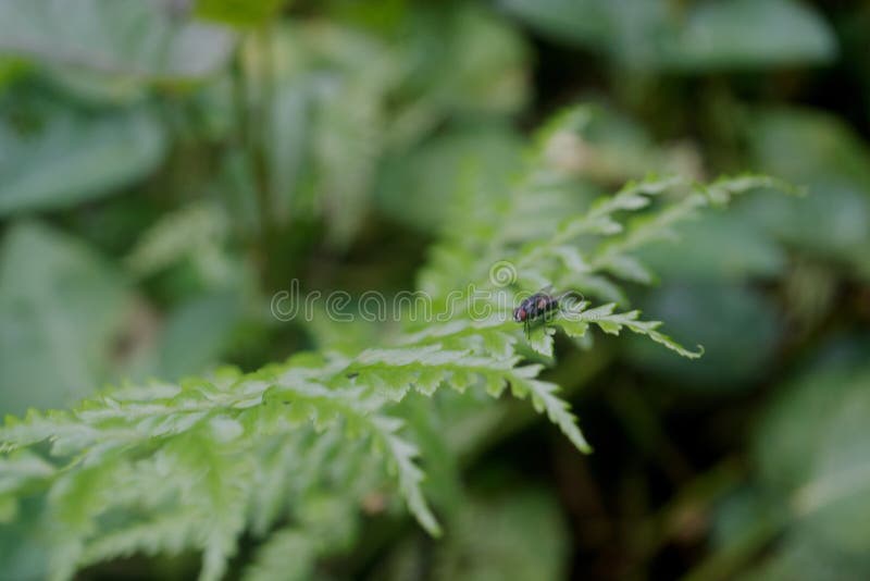 Lonely fly on fern leaf stock image. Image of fern, animal - 175482095