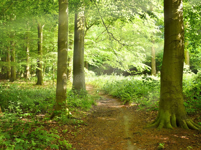 Lonely Footpath through Woods Stock Photo - Image of nature, plant ...