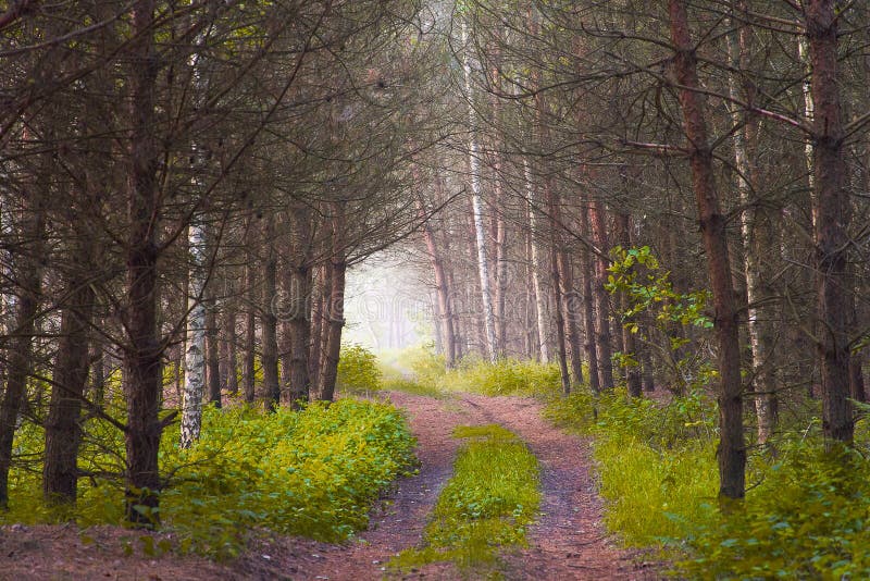 A Lonely Forest Road Goes into the Distance in the Fog Stock Image ...