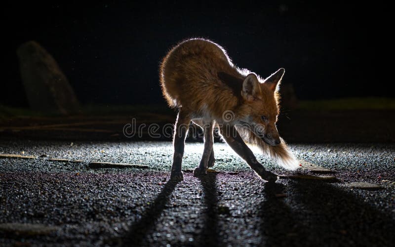 Solitary Fox Standing on the Road in the Darkness Stock Image - Image ...