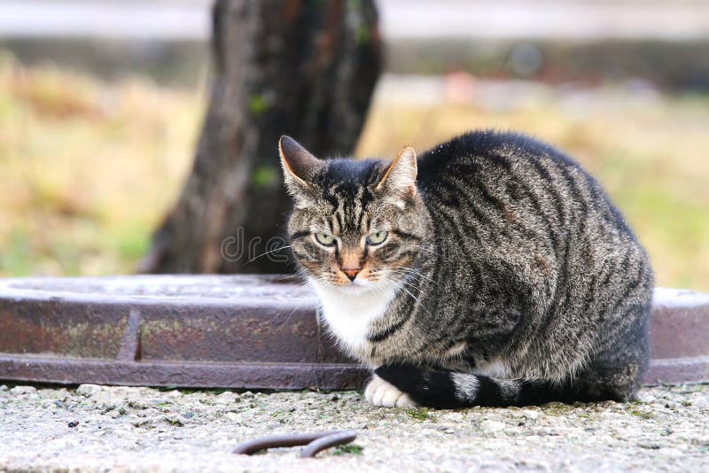 Lonely Freezing Cat. Picture Image: 4822802