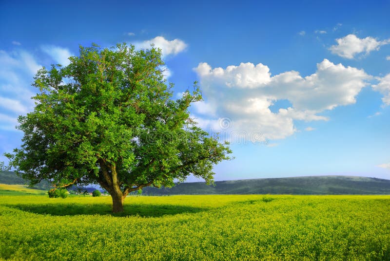 Big Green Tree in a Field, HDR Stock Photo - Image of sunflowers, dusk ...