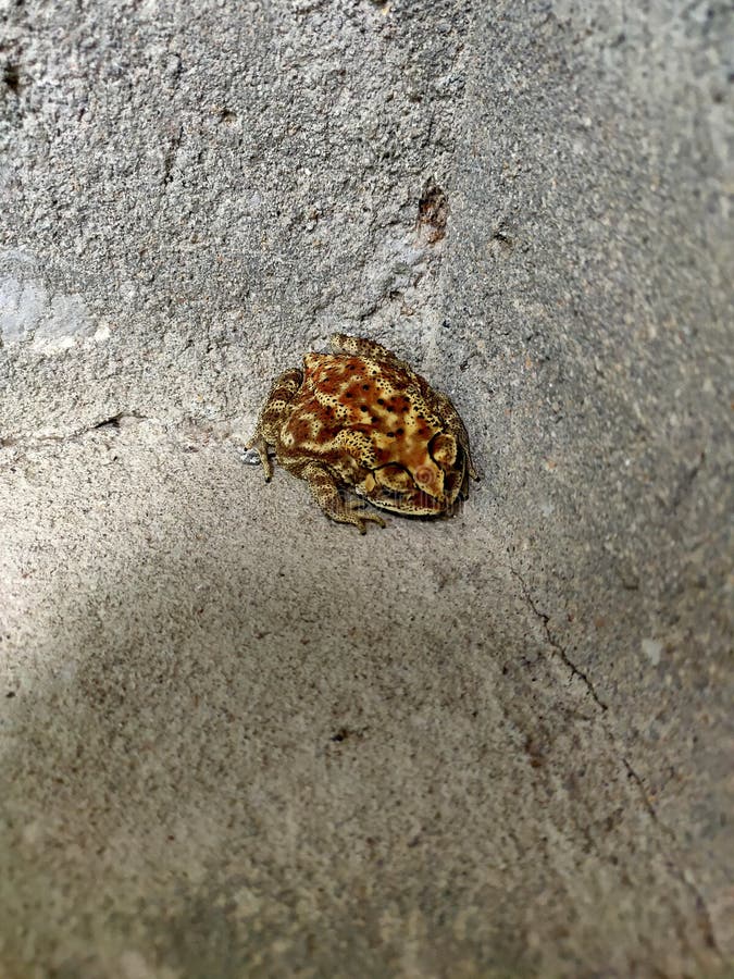 Lonely Frog on a Grey Surface Stock Image - Image of moth, frog: 247744699