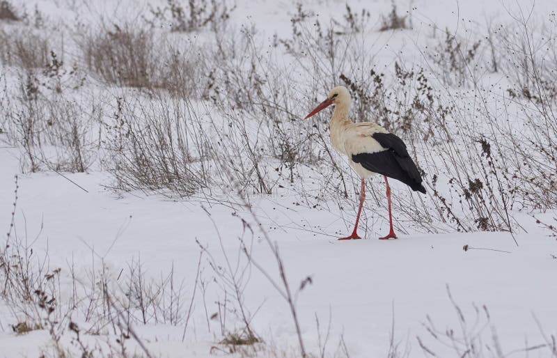 A Lonely Frozen Stork in Winter on Snow Needing Help. Stock Photo ...