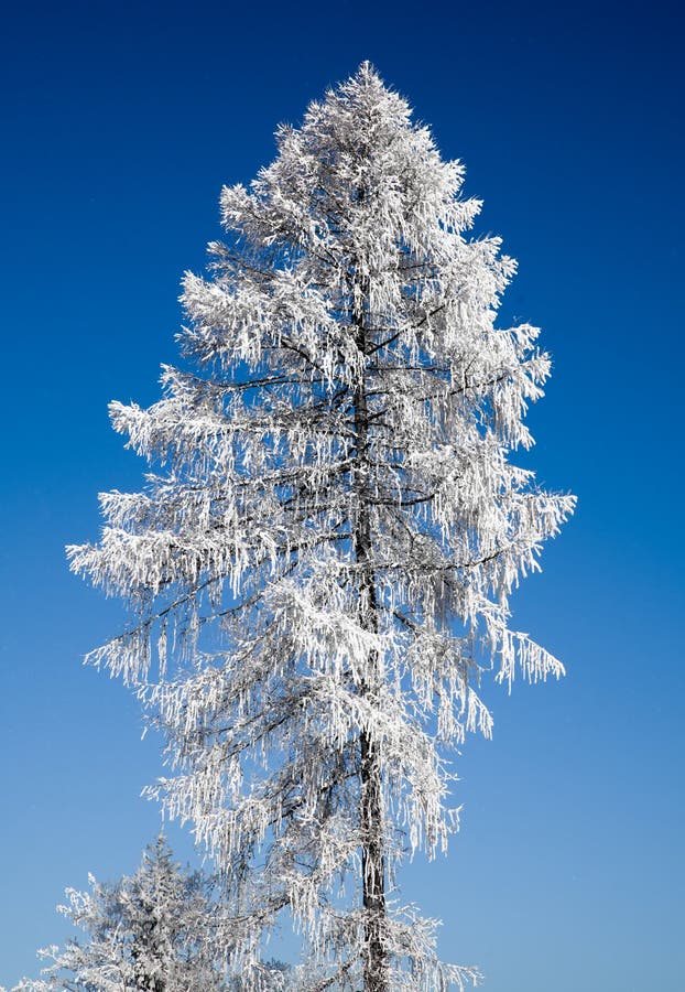 Lonely frozen tree stock image. Image of winter, blue - 82393899