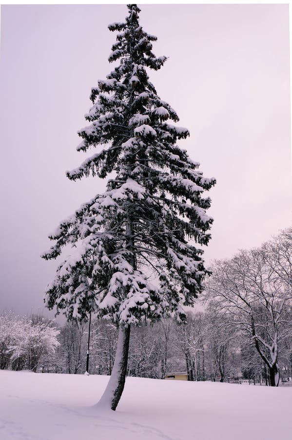 Lonely fur-tree stock photo. Image of sunlight, outdoor - 83520874