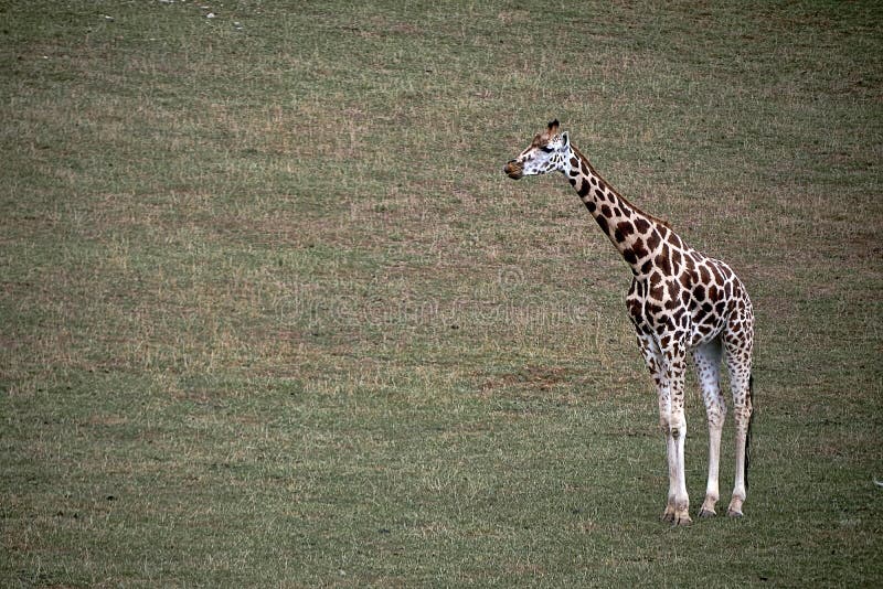 A Lonely Giraffe in the Green Grassland Stock Photo - Image of neck ...