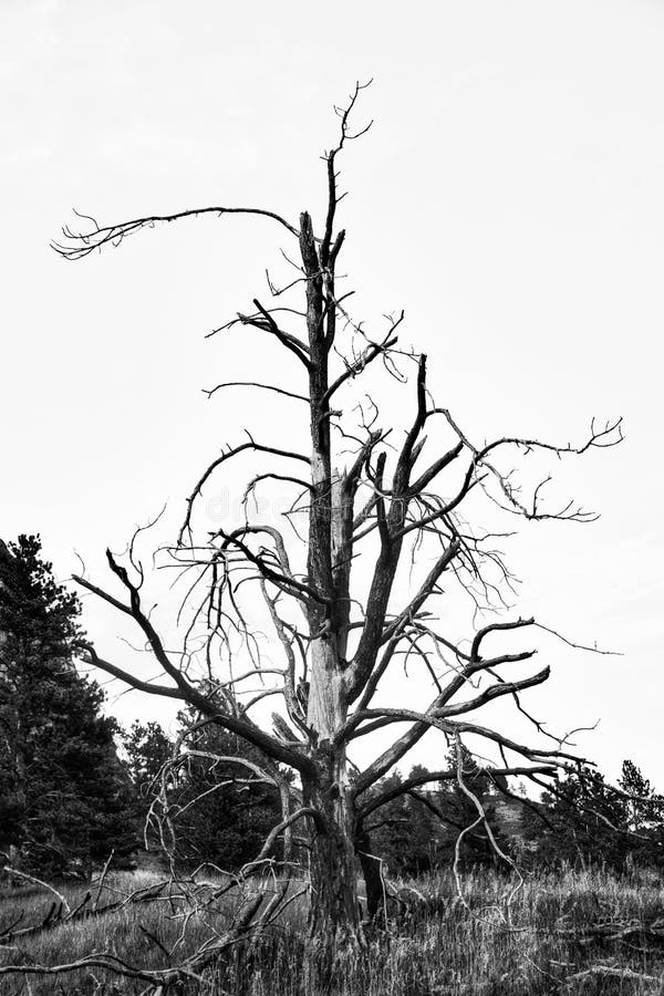 Bare, Gnarled Apple Trees Stand in a Meadow Against a Blue Sky with ...