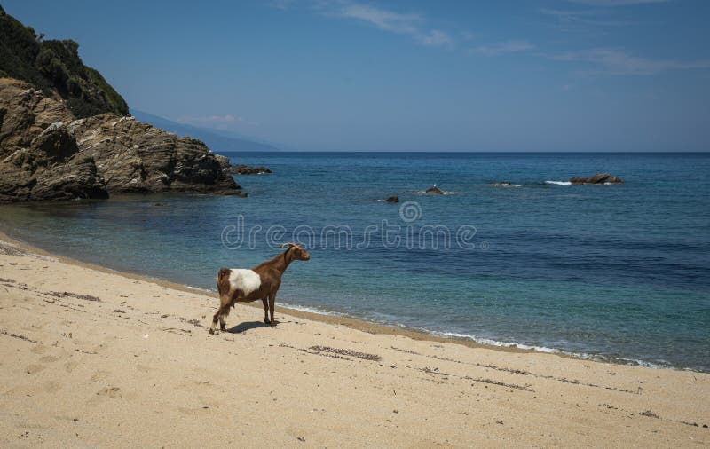 Lonely Goat on the Beach, Skiathos, Greece Stock Photo - Image of ...
