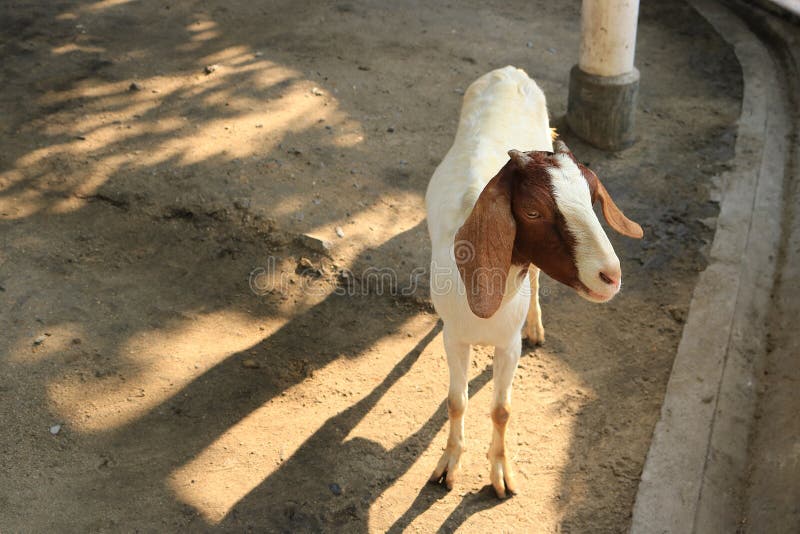 A Lonely Sad Goat Kid Curled Up in a Ball and Lies on the Ground Stock ...