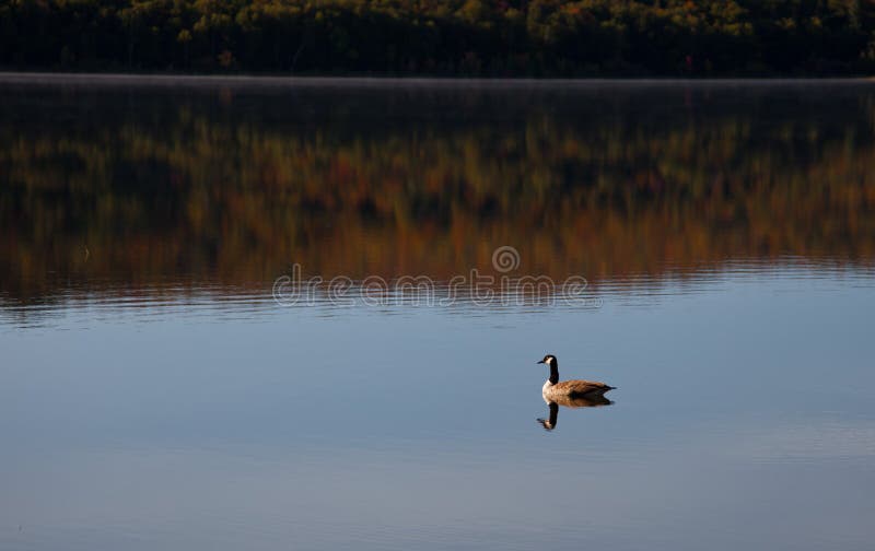 Lonely goose on the lake stock photo. Image of brown - 21400714