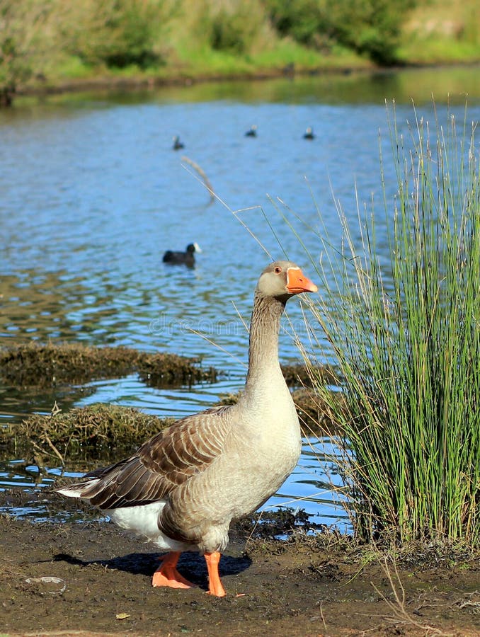Lonely goose on the lake stock photo. Image of brown - 21400714