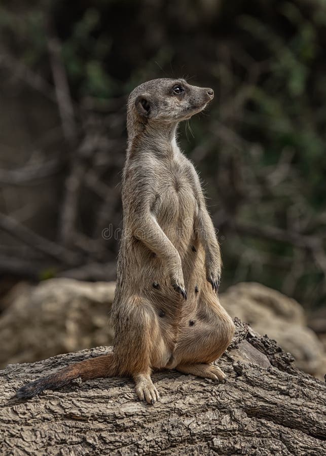Gopher sitting on rock stock image. Image of rock, brown - 85867335