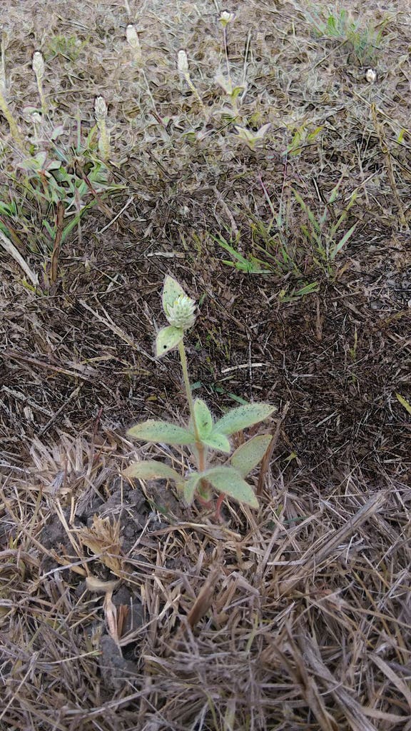 Lonely stock image. Image of lonely, grass, plant, grassplant - 92351113