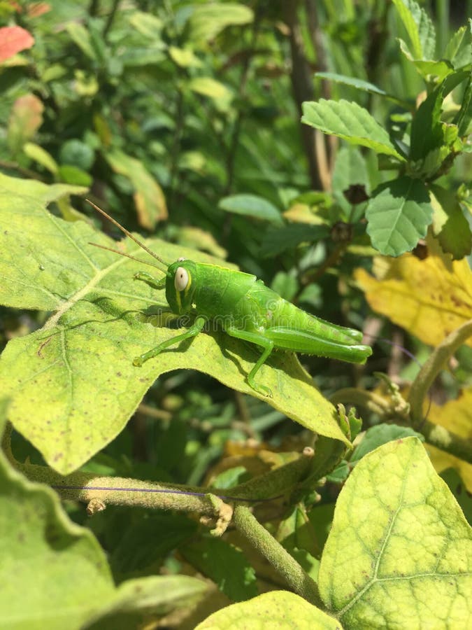A Grasshopper stock photo. Image of blown, lonely, wind - 262083024