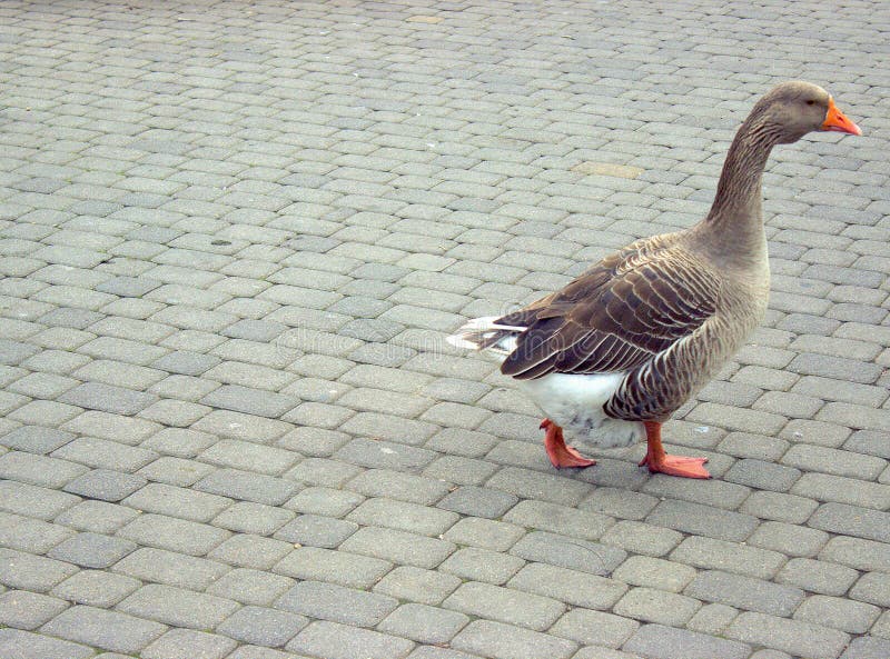 A Lonely Gray Goose with a Drooping Head Walks Along a Park Path Stock ...