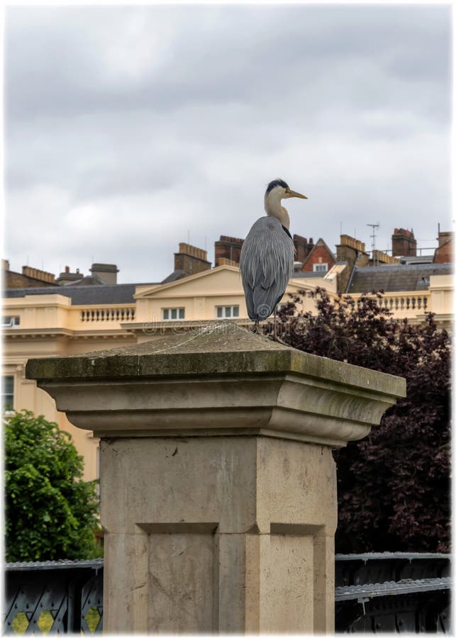 A Lonely Gray Heron Bird Standing on a Column in Regent Park, London ...